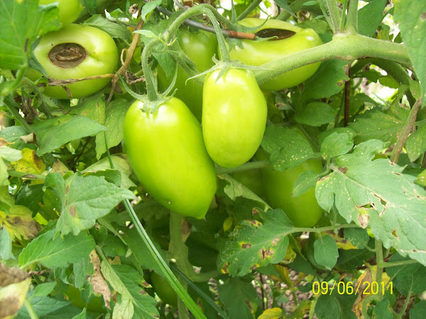 Tomato | Project Noah