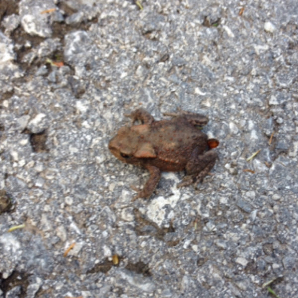 Common Toad | Project Noah