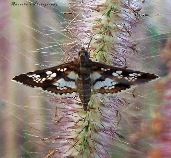 Crambid moth | Project Noah
