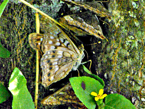 Hackberry Emperor | Project Noah