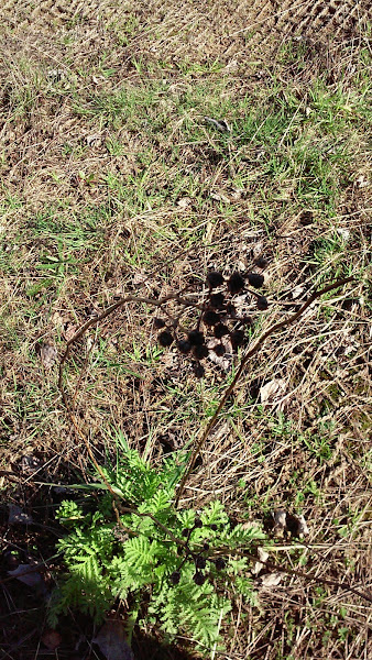 Tansy | Project Noah