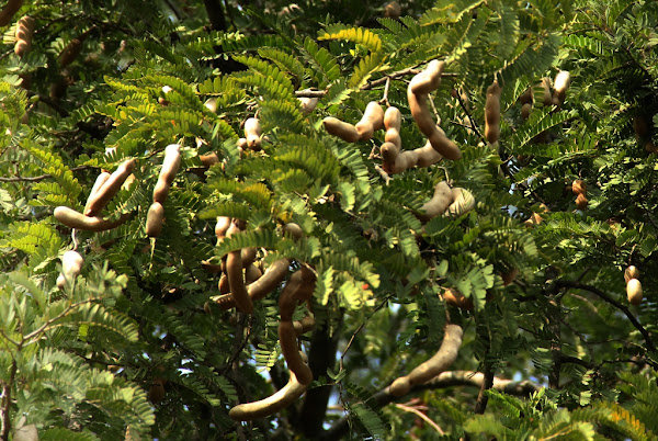 Tamarind | Project Noah