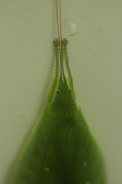 Leaf Mimic Katydid | Project Noah