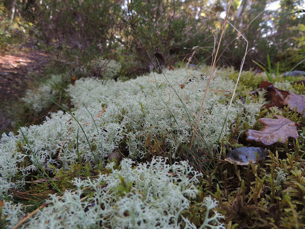 Cup lichen | Project Noah