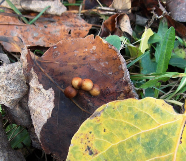 Insect Gall | Project Noah