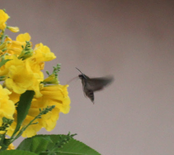 Bee Hawk Moth | Project Noah