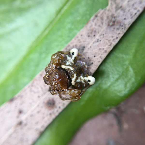 Small Bird-dropping Spider | Project Noah