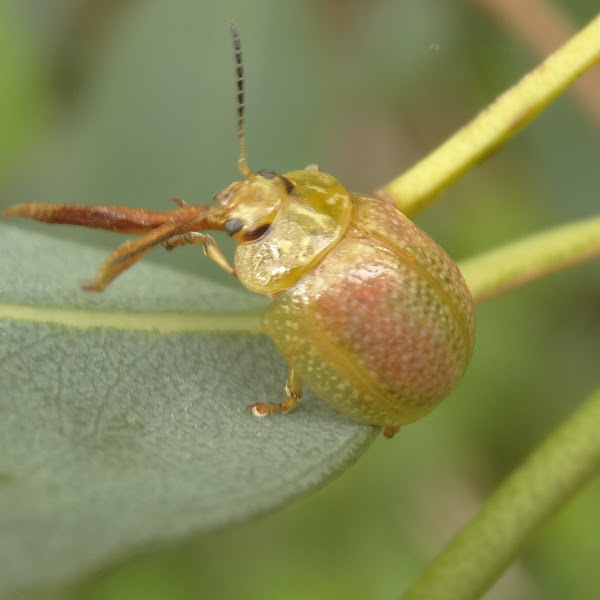 Eucalyptus leaf beetle | Project Noah