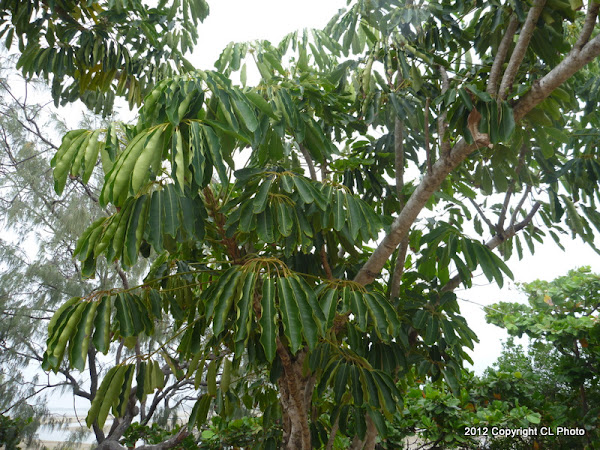 Umbrella tree | Project Noah