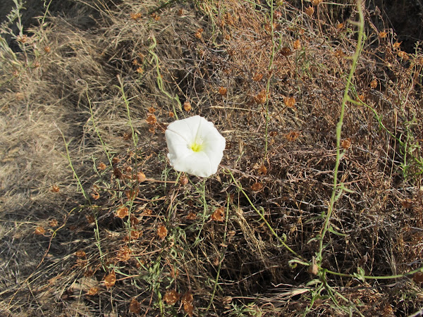 Field Bindweed | Project Noah