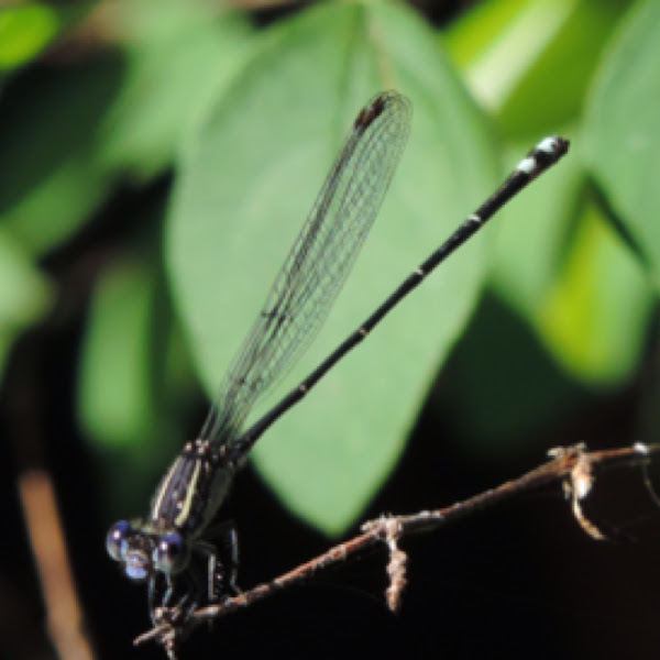 Dusky Dancer | Project Noah