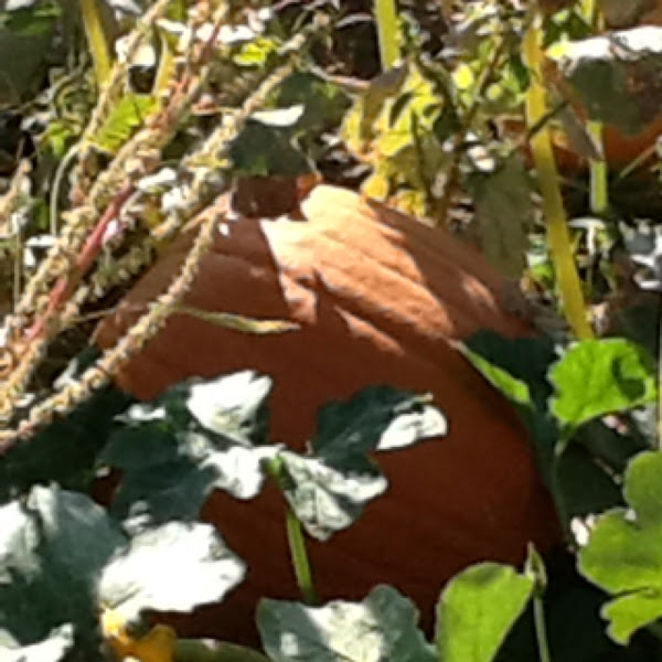 Pumpkin | Project Noah