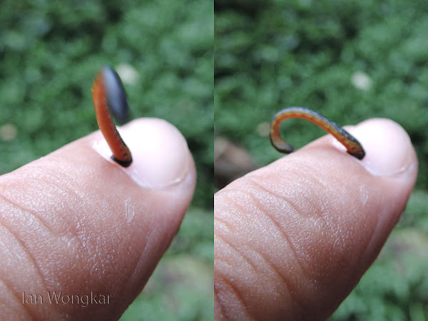 Jawed land leeches | Project Noah