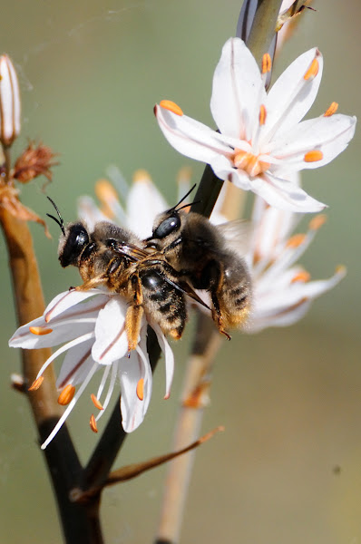 Carpenter Bee; Abeja carpintera | Project Noah