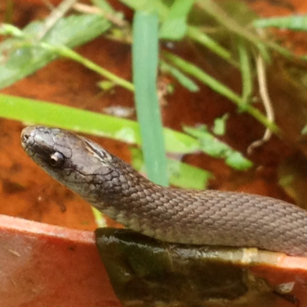 Rough Earth Snake | Project Noah
