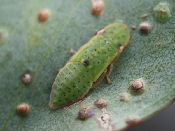 Green Flat-headed Leafhopper | Project Noah