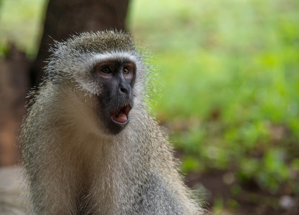 Vervet Monkey ♂ | Project Noah
