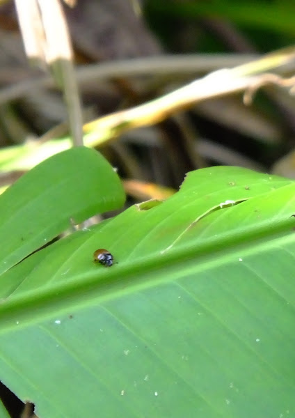 ladybug | Project Noah
