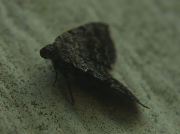 American Idia | Project Noah