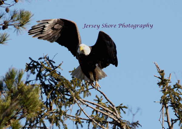 BALD EAGLE | Project Noah