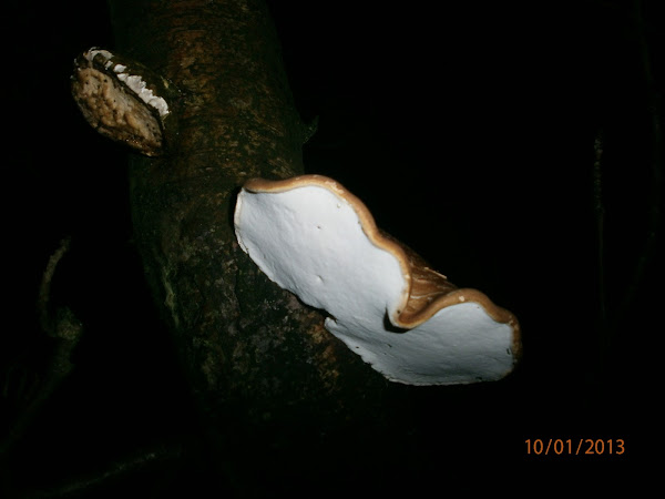 Birch Polypore | Project Noah