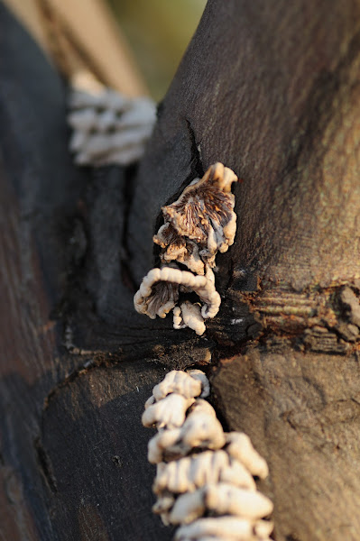 Split Gill | Project Noah