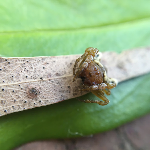 Small Bird-dropping Spider | Project Noah