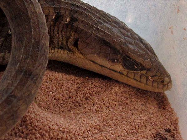 San Diego Alligator Lizard | Project Noah