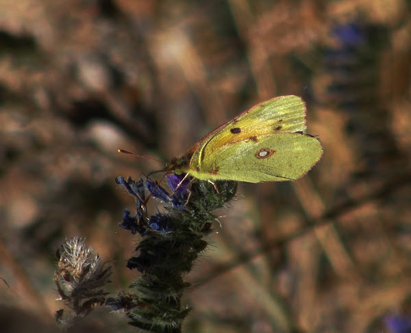 Dark Clouded Yellow | Project Noah