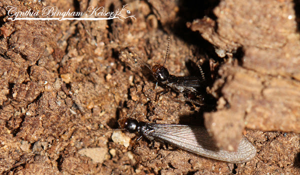 Western Subterranean Termite | Project Noah