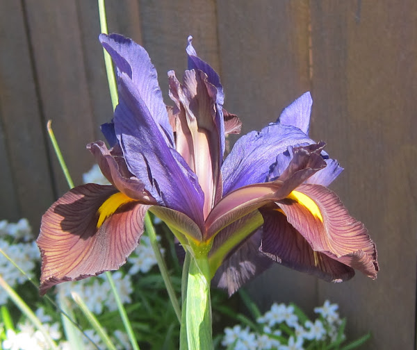 Irises | Project Noah