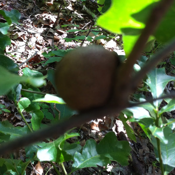 Oak apple gall | Project Noah