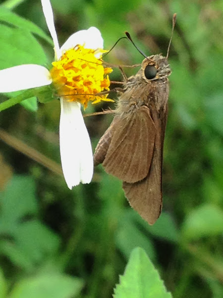 Ocola Skipper | Project Noah