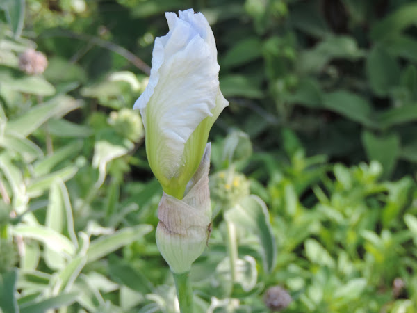 White Iris | Project Noah