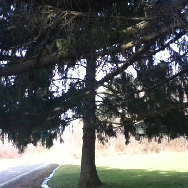 Pine tree | Project Noah