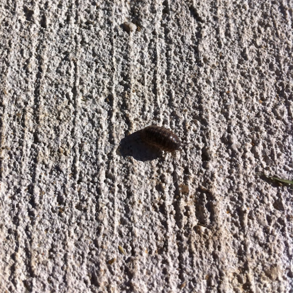 Pillbug | Project Noah