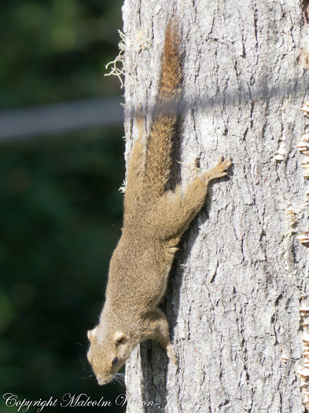 Black-banded Squirrel | Project Noah