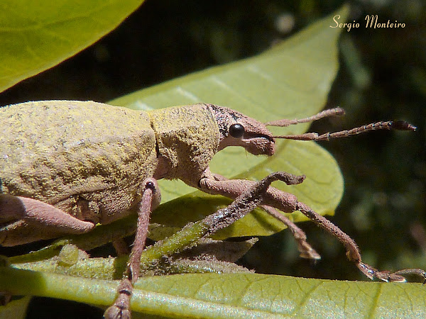 Short snouted weevil | Project Noah