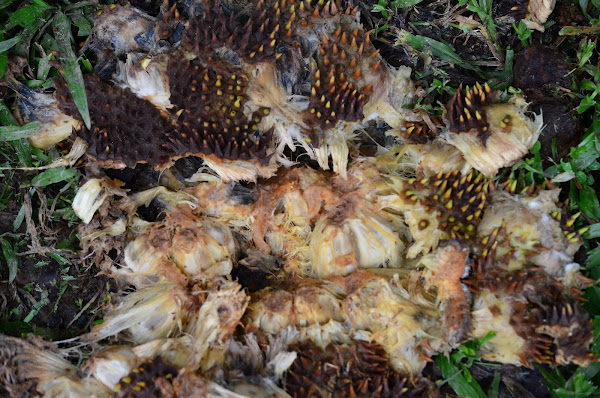 Bread Fruit | Project Noah