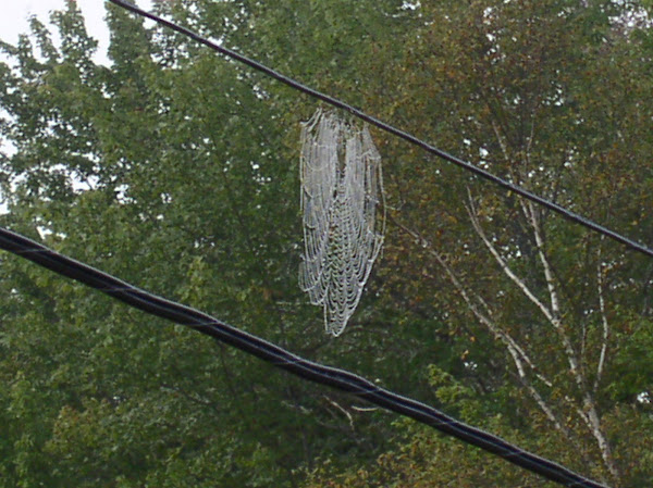 Dewy Spider Web | Project Noah