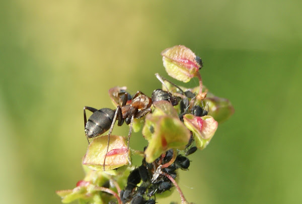 Slavemaker Ant | Project Noah