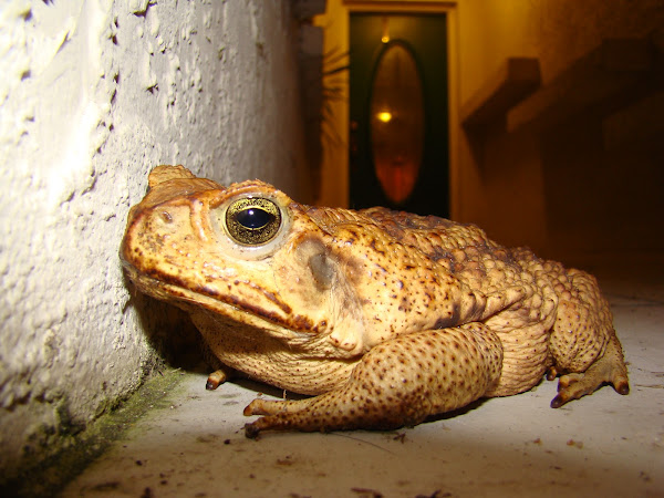 Cane Toad | Project Noah