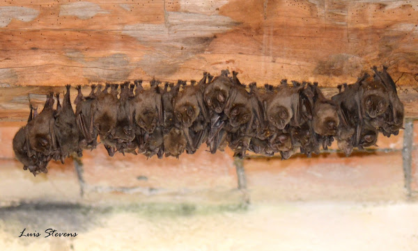 Mexican fruit bat | Project Noah