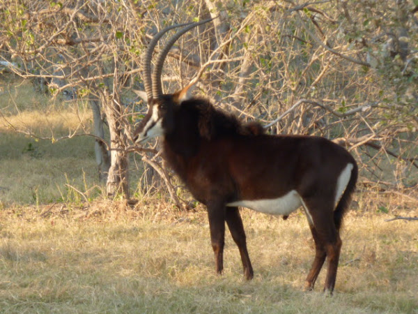 Sable Antelope | Project Noah