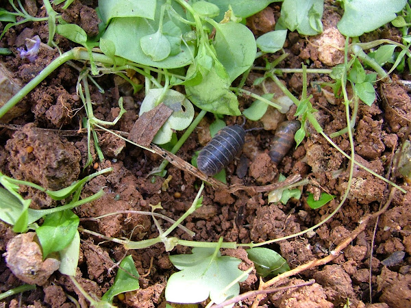 Pill-bug | Project Noah