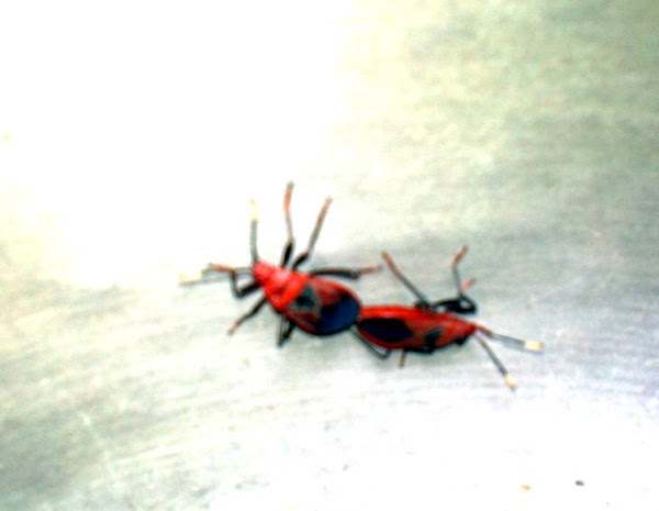 Red Pumpkin Bug | Project Noah