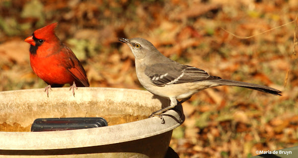 Northern mockingbird and Northern cardinal | Project Noah
