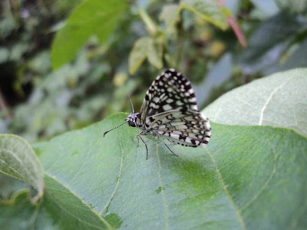 Orcus Checkered-Skipper | Project Noah