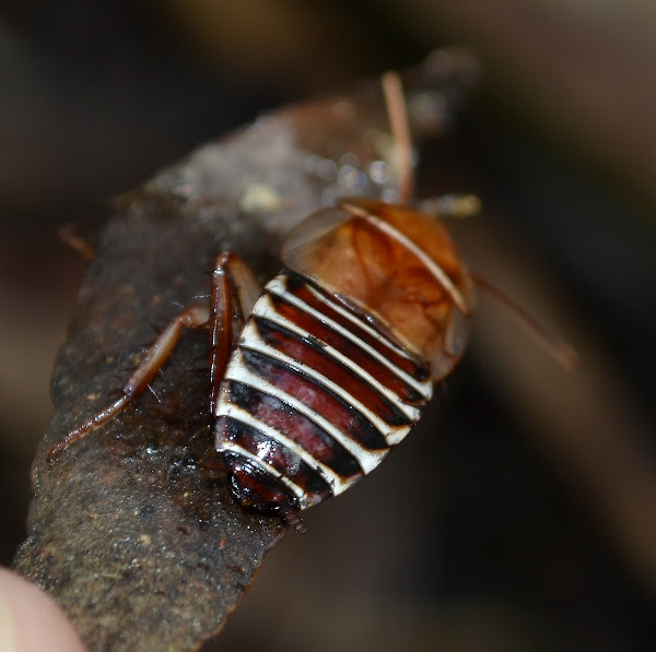 Cape Zebra Cockroach | Project Noah