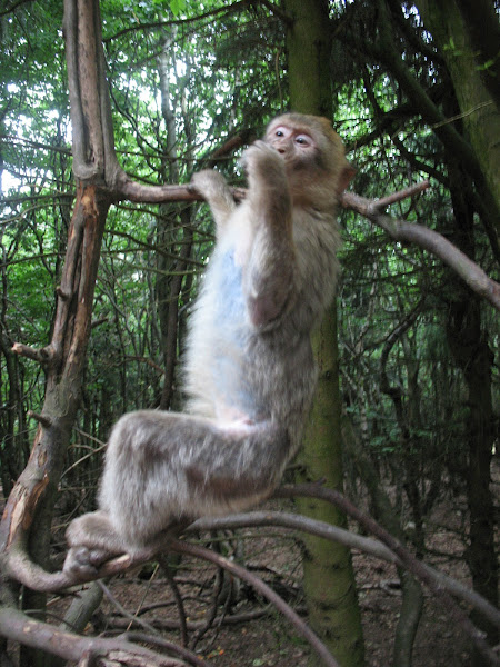 Monkey | Project Noah